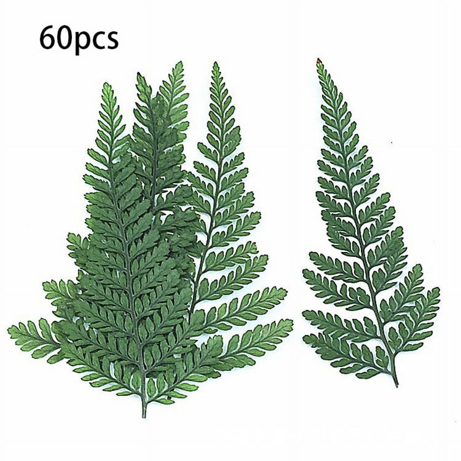 60Pcs Dried Green Fern Herbarium for DIY Jewelry Postcard Invitation ...