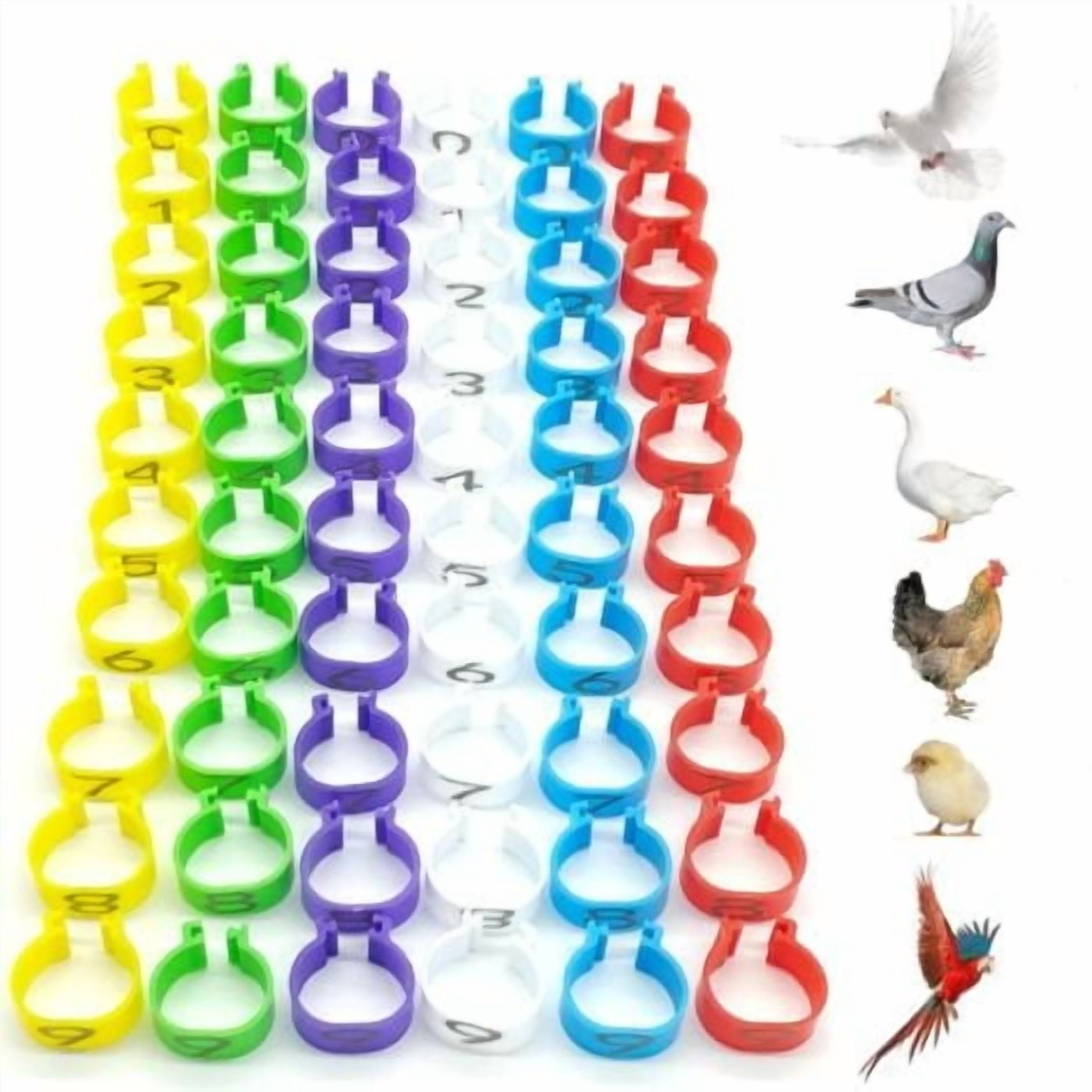 60pcs Chicken Identification Rings Bird Identification Ring Parrot ...
