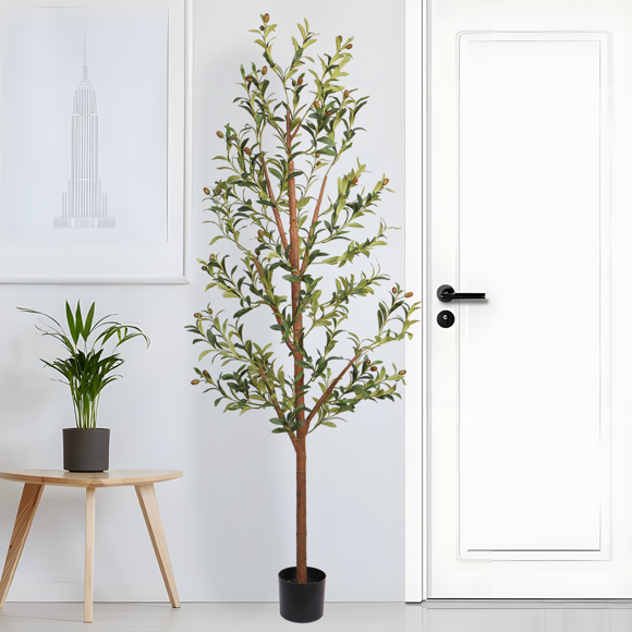 6 Foot Tall Indoor Plants