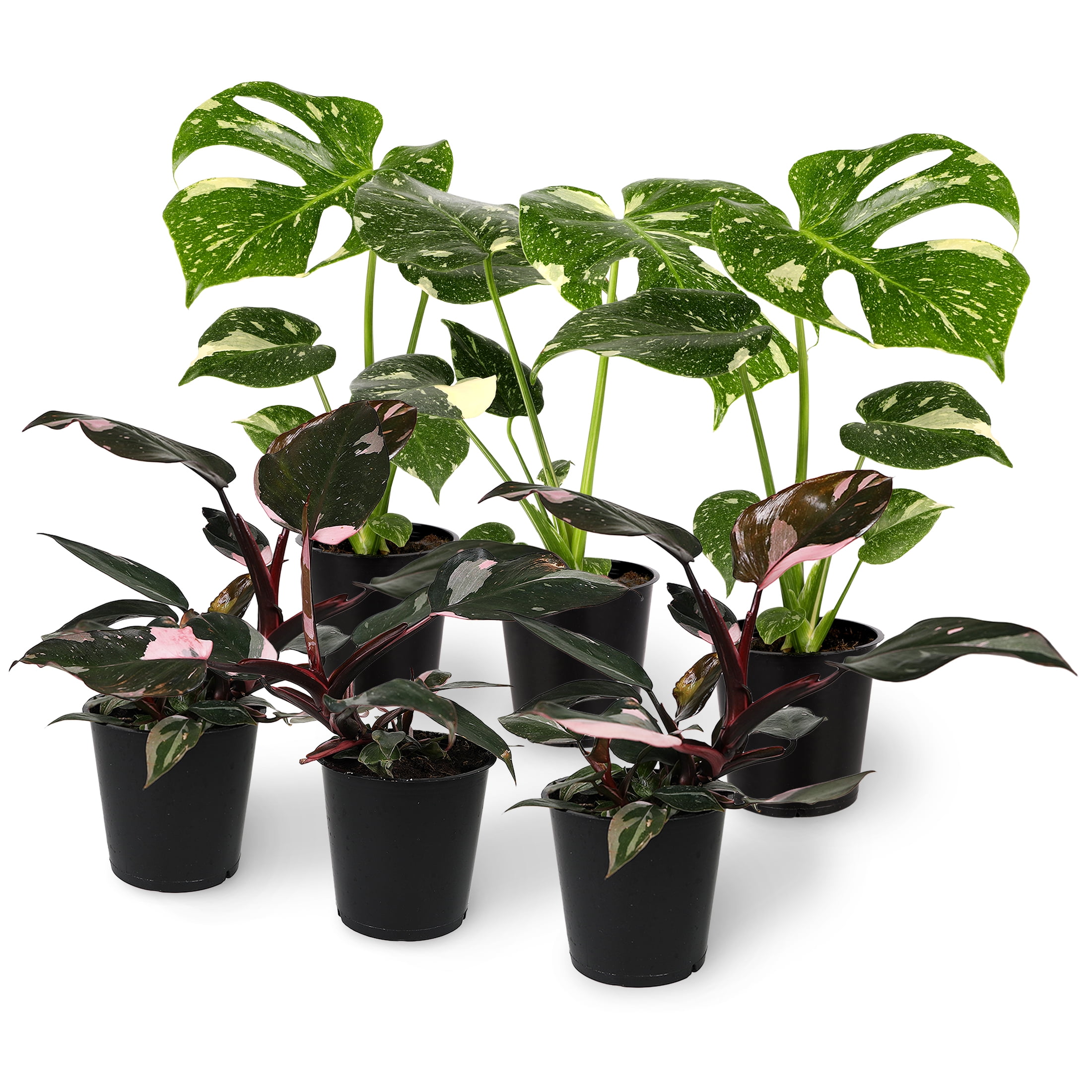 6P 3 Pink Princess, 3 Thai, Grower Pots, Live Plants - Walmart.com