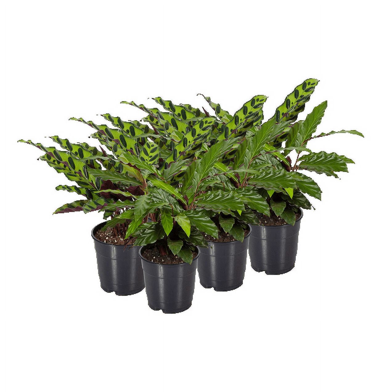 6P Calathea (assorted), Grower Pots, Live Plants - Walmart.com