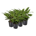 6P Calathea (assorted), Grower Pots, Live Plants - Walmart.com