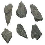 6PK Raw Carbonaceous Shale, Sedimentary Rock Specimens - Approx. 1 ...