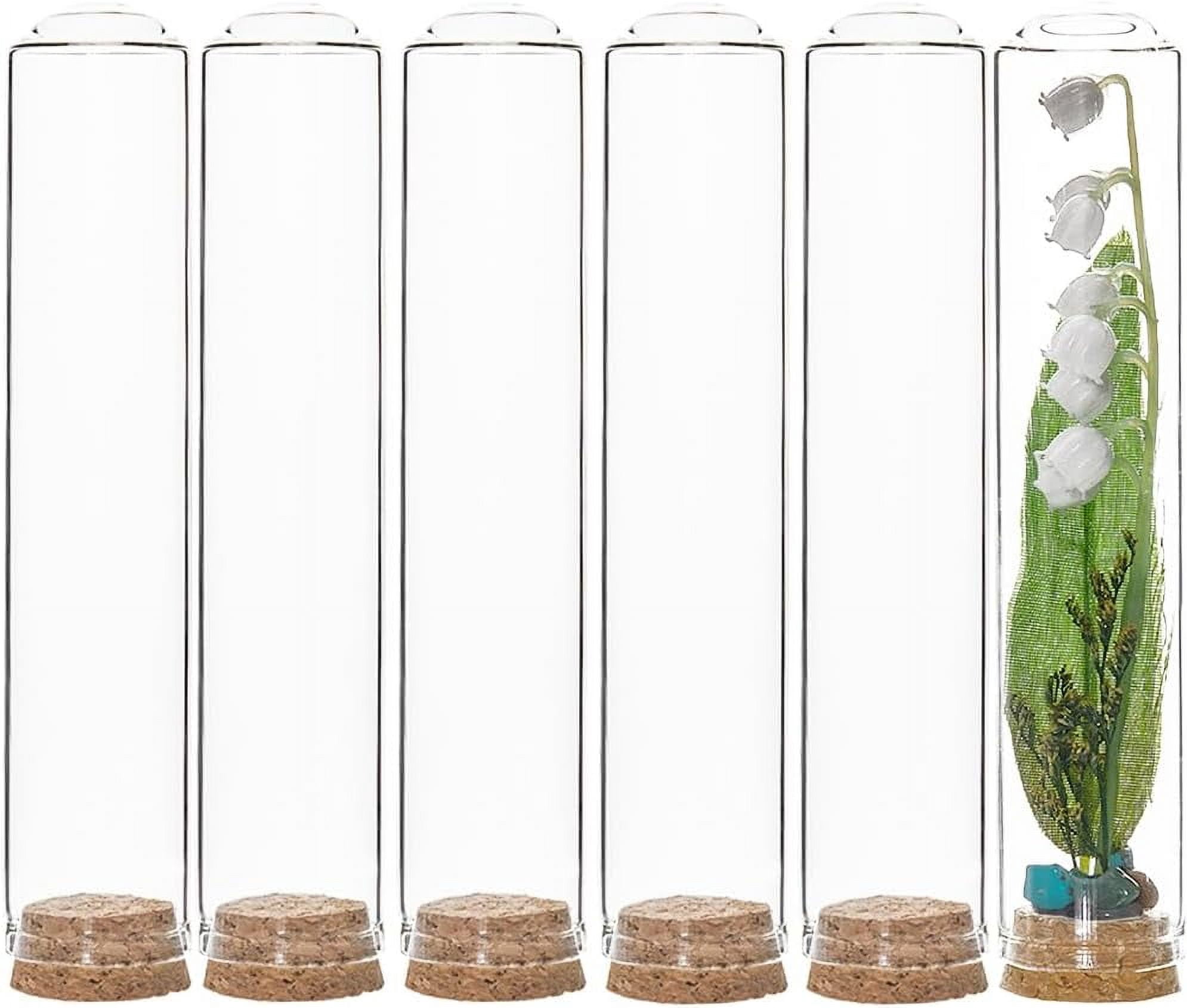 6Pcs Mini Dome Glass 30x150mm Small Cloche Dome Display Dome with Cork ...
