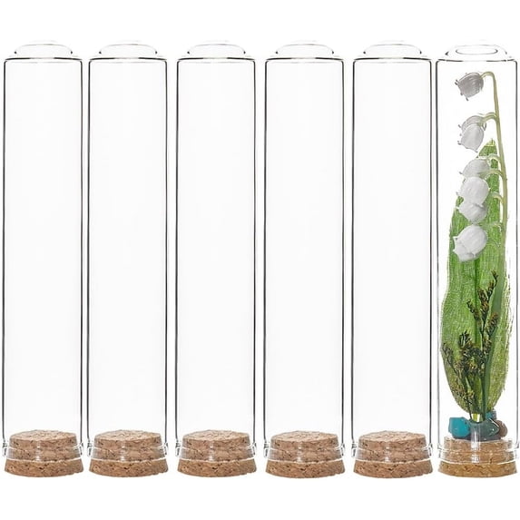 6Pcs Mini Dome Glass 30x150mm Small Cloche Dome Display Dome with Cork ...