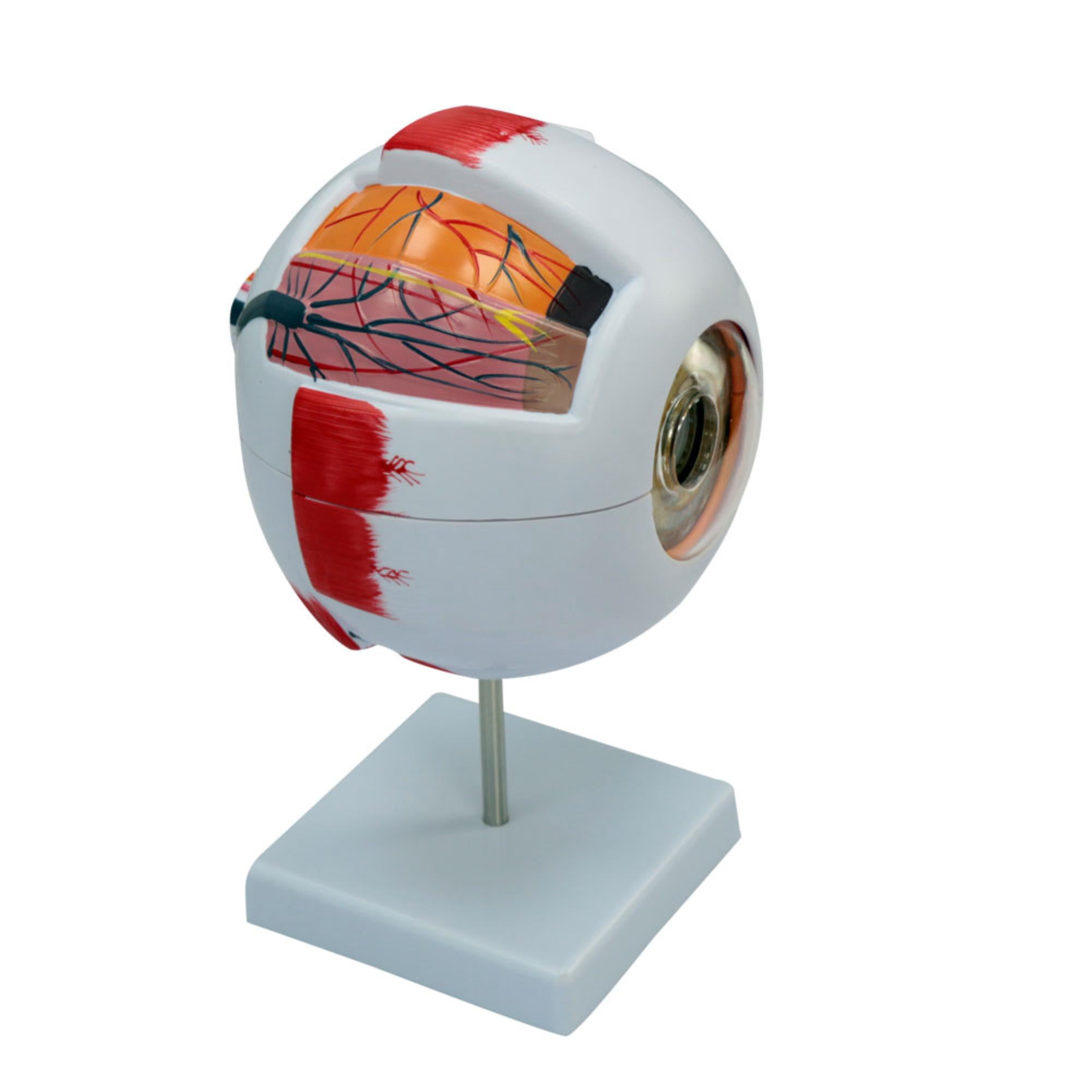 6X Enlarged Human Eye Model - Detailed Anatomy for Science Education ...