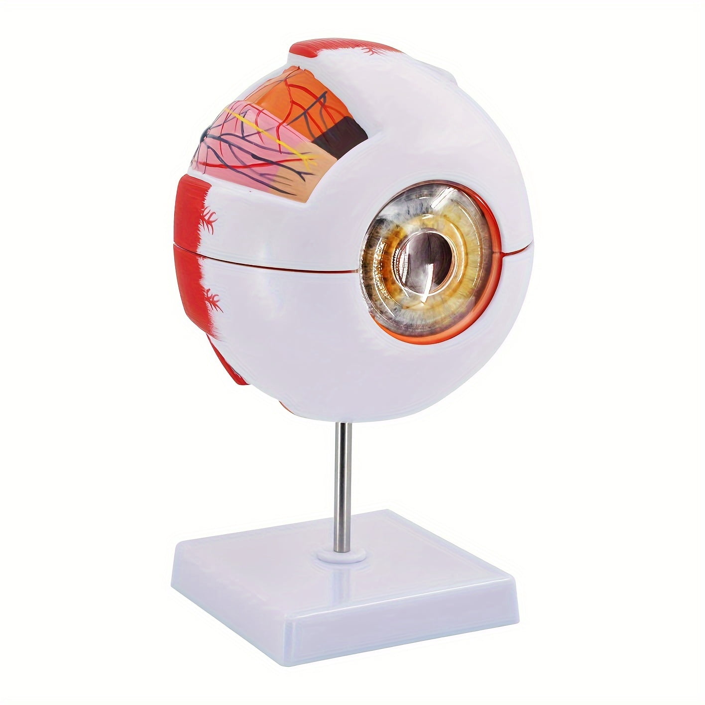 6X Enlarged Human Eye Model - Pvc, Battery-Free, Educational Science ...