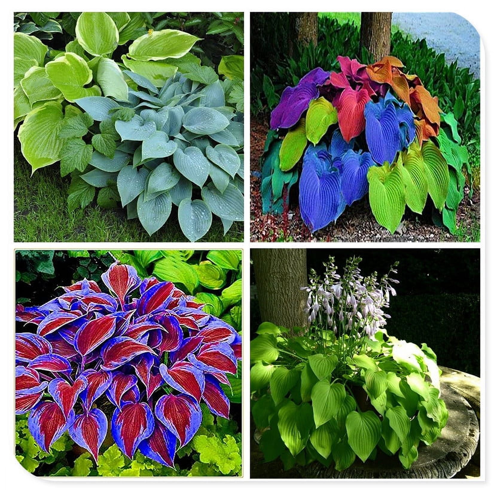 6bulbs-Hosta Bulbs, Hostas Plants Ready For Planting,Rare Hosta, Potted ...