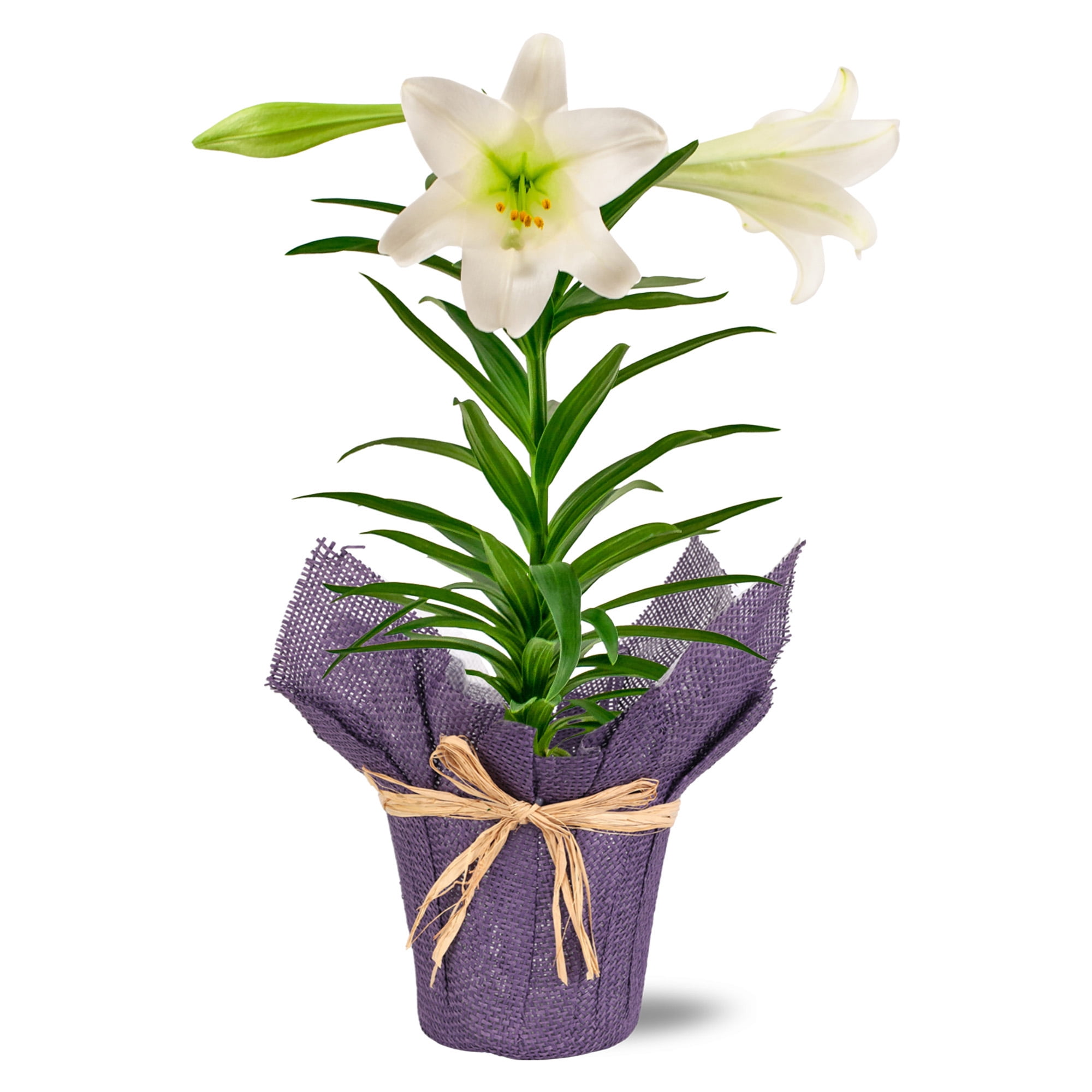 6in Easter Lily in Purple Burlap Bow Pot Cover - Walmart.com