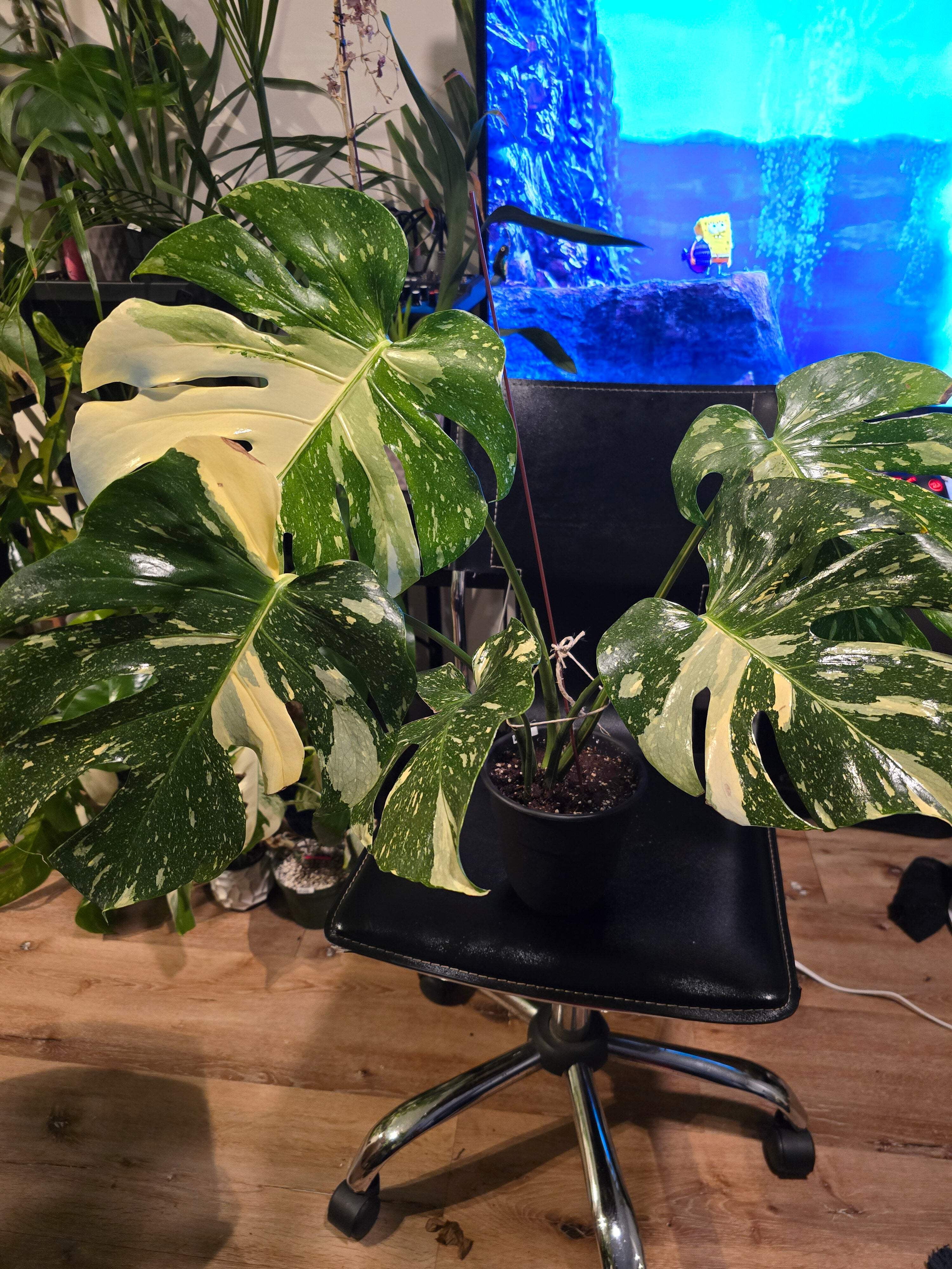 6in Pot, exact plant - Monstera "Thai Constellation Creme Brulee Tri ...