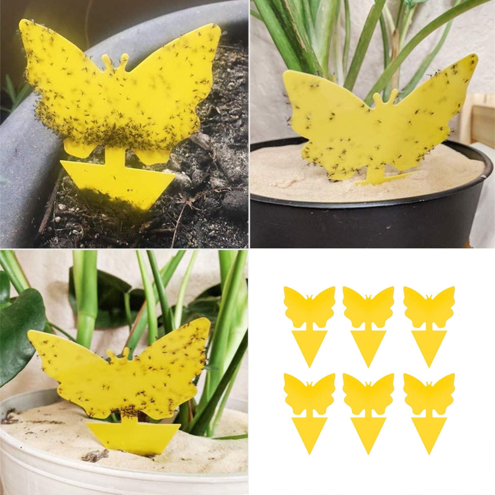 6pack Trap Specially Designed For Flying Worm Flying Roaches Glue Flea ...