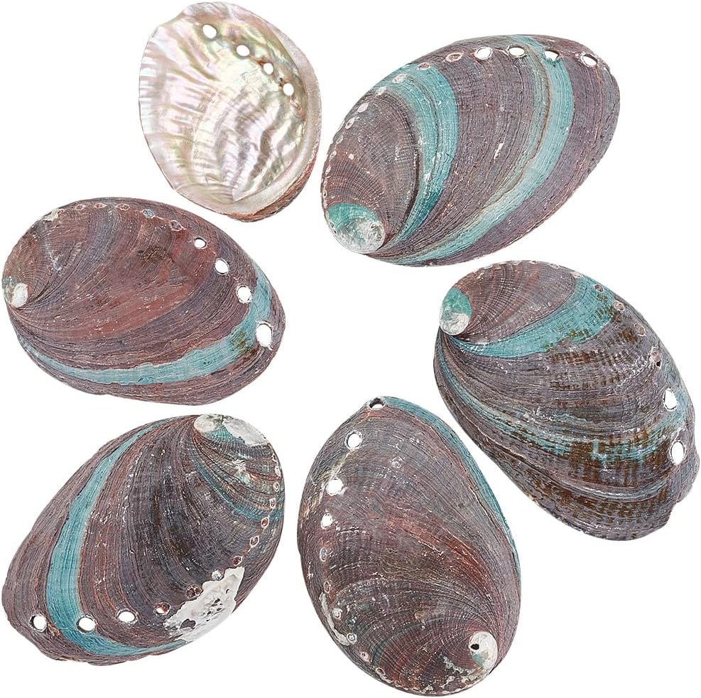 6pcs Natural Green Abalone Shells 1.8~3.2'' Abalone Seashells Donkey ...