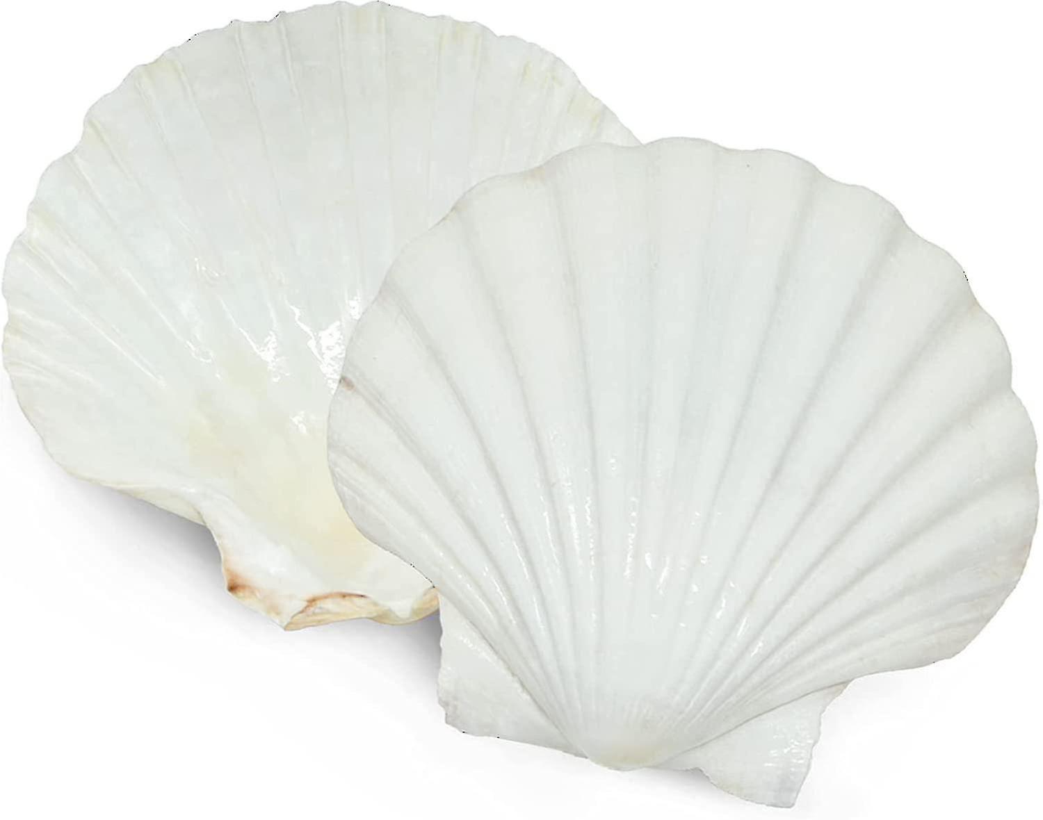 6pcs Scallop Shells For Serving Food,baking Shells Large Natural White ...