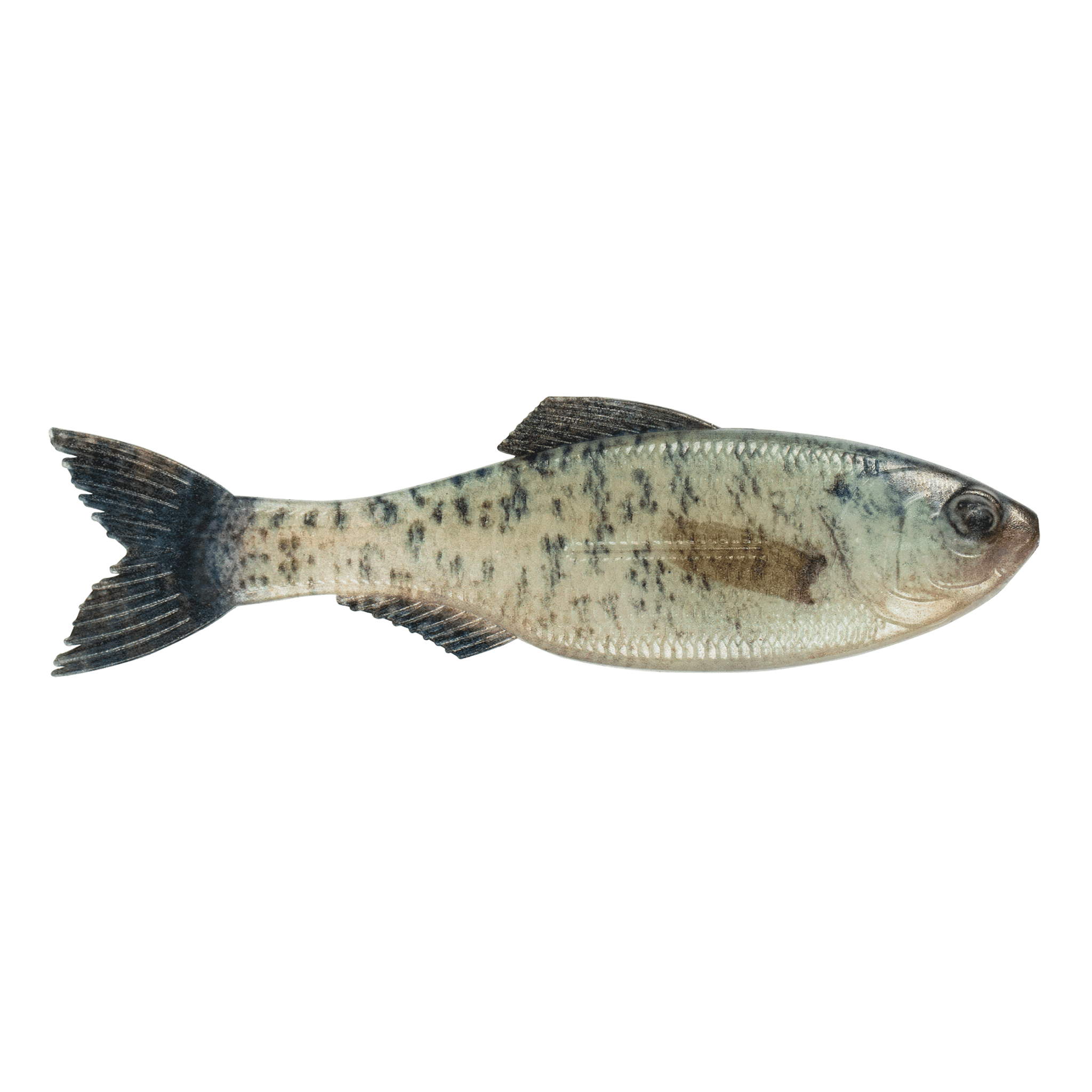 6th Sense - Plump Panorama – Bass Fishing Lure – Extra Thick Body ...