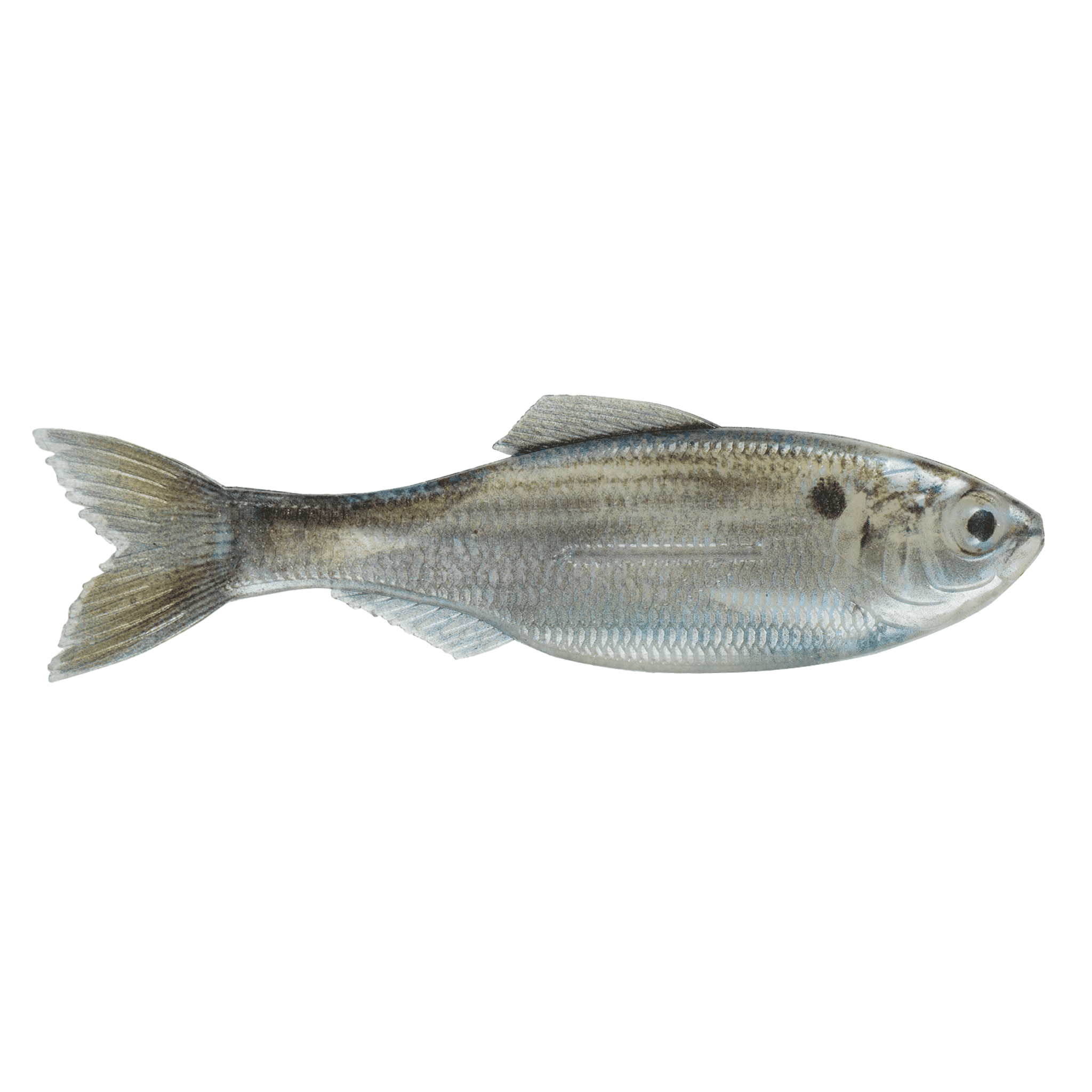 6th Sense - Plump Panorama – Bass Fishing Lure – Extra Thick Body ...