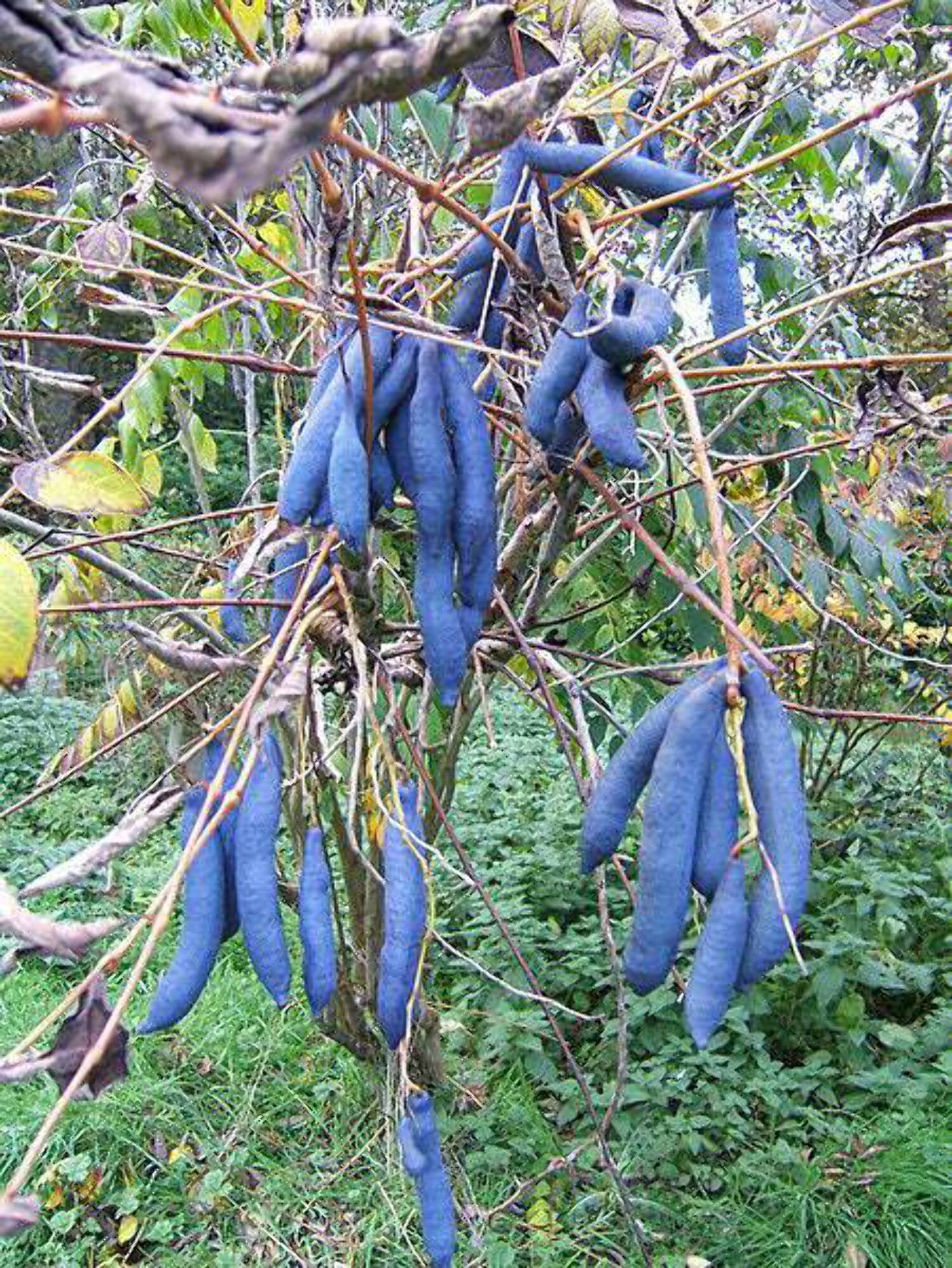 7 BLUE SAUSAGE FRUIT Edible & Ornamental Decaisnea Fargesii Tree Shrub ...