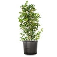 7 Gal. Tea Olive - Fragrant Flowering Evergreen Bush - Walmart.com