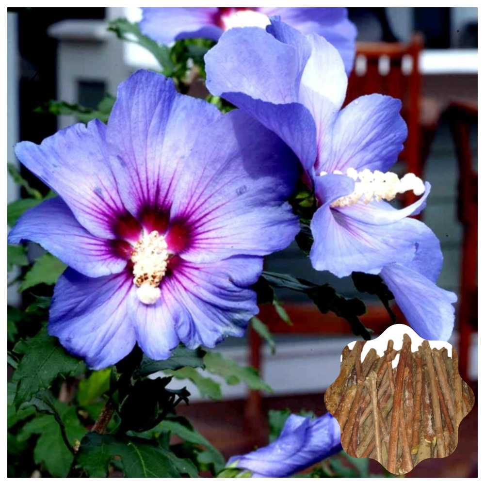 7 Hibiscus Cuttings for Planting Blue Hibiscus Flower Plant Perennial ...
