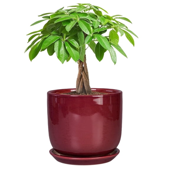 7 Inch Red Ceramic Planter with Drainage Hole – Round Flower Pot for ...
