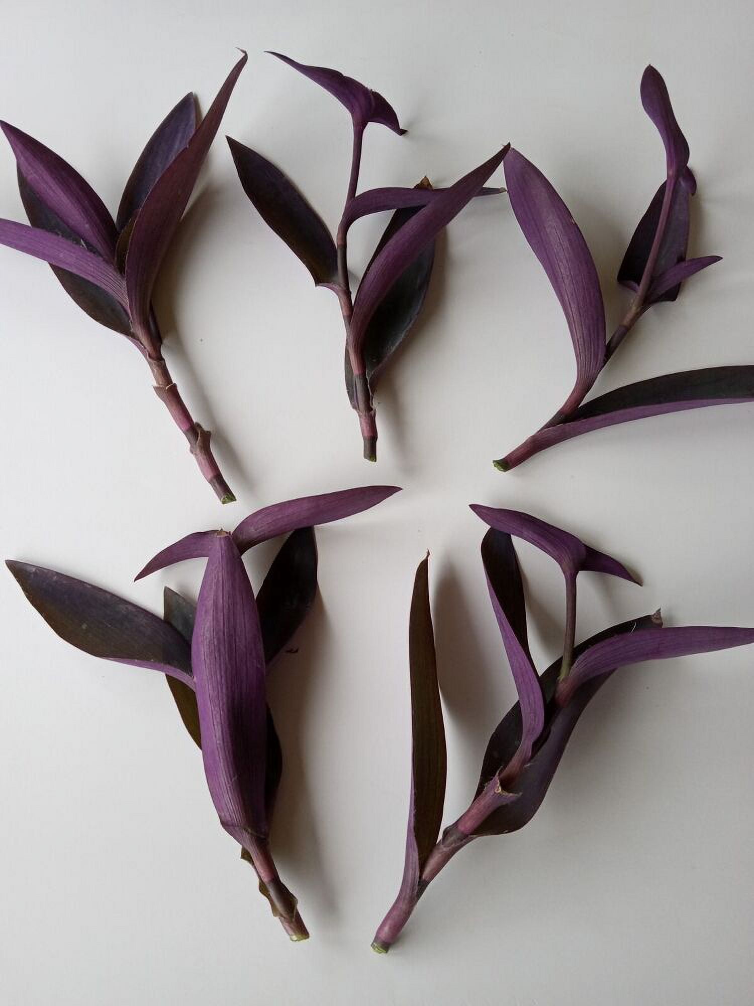 7 Large Purple Heart Tradescantia Pallida Perennial Cuttings Live Ready ...