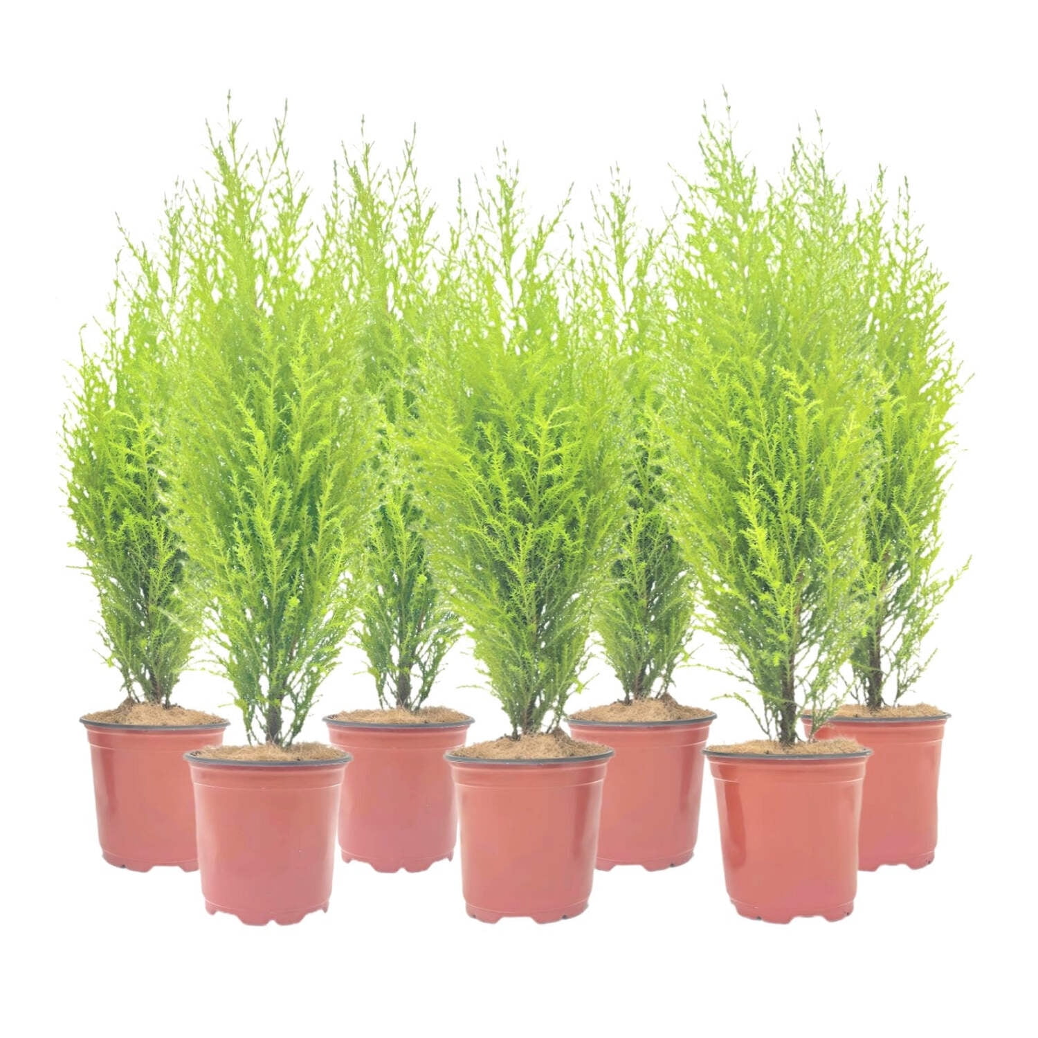 7-PK Live Dwarf Lemon Cypress, Cupressus macrocarpa ‘Goldcrest Wilma ...