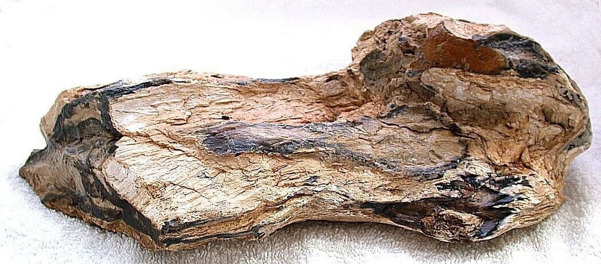7 Pound 1.1 Ounce Goose Creek Nevada Petrified Fossil Wood Limb ...
