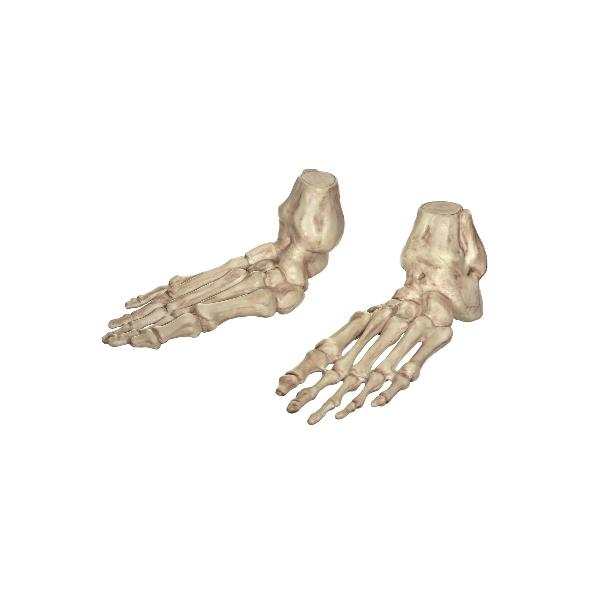 Skeleton Foot Bones