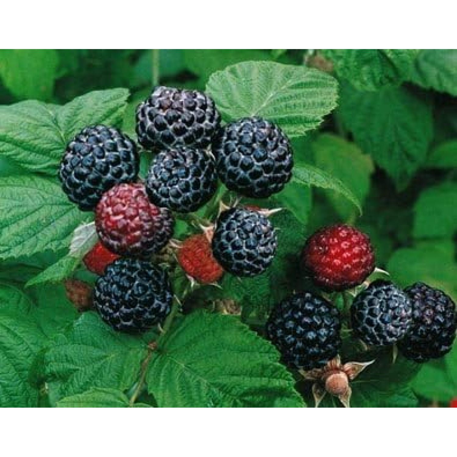 2 Jewel - Black Raspberry Plant - Everbearing - All Natural Grown ...