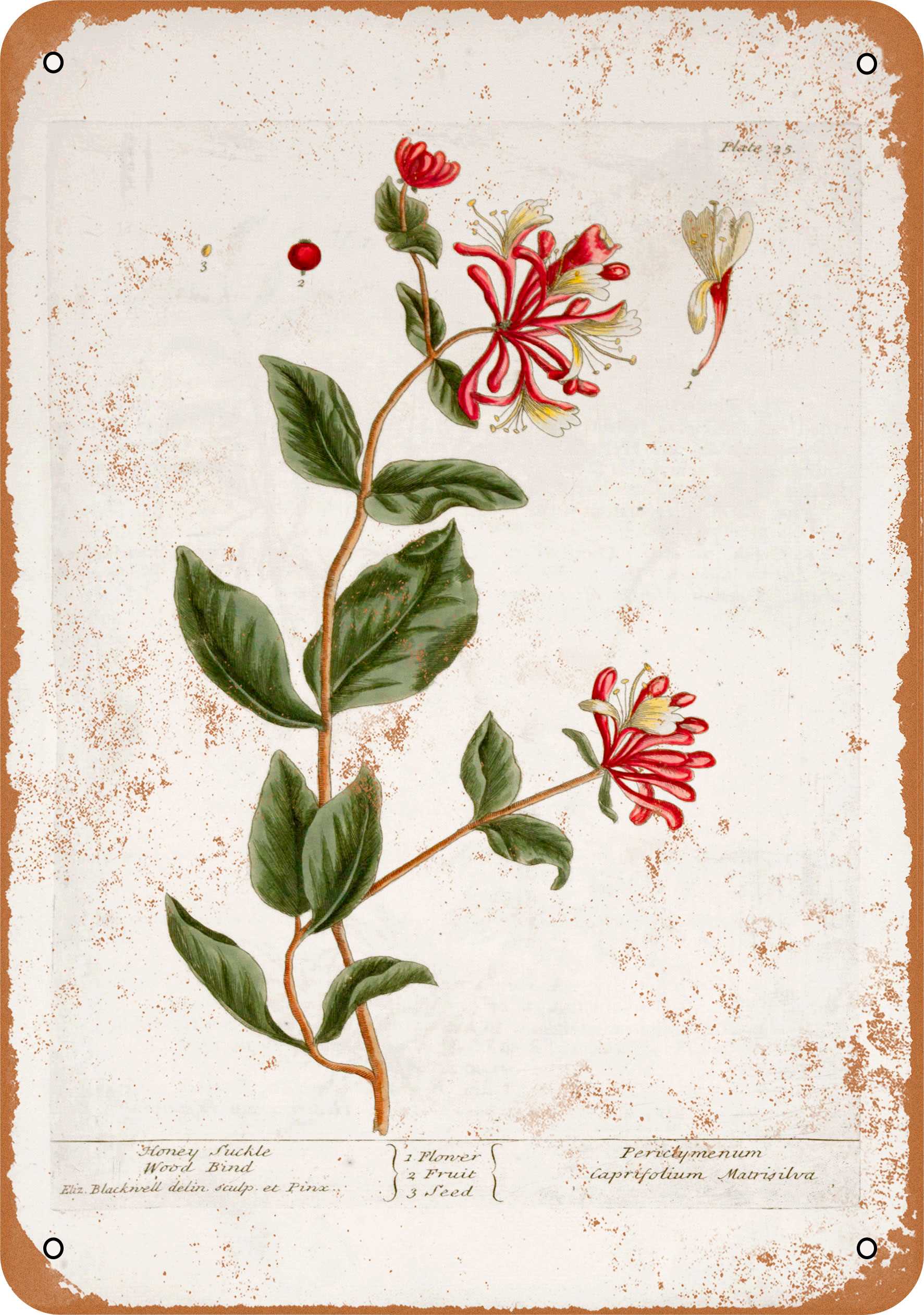 7 x 10 METAL SIGN - 1737 Honeysuckle Botany Plate - Vintage Rusty Look ...