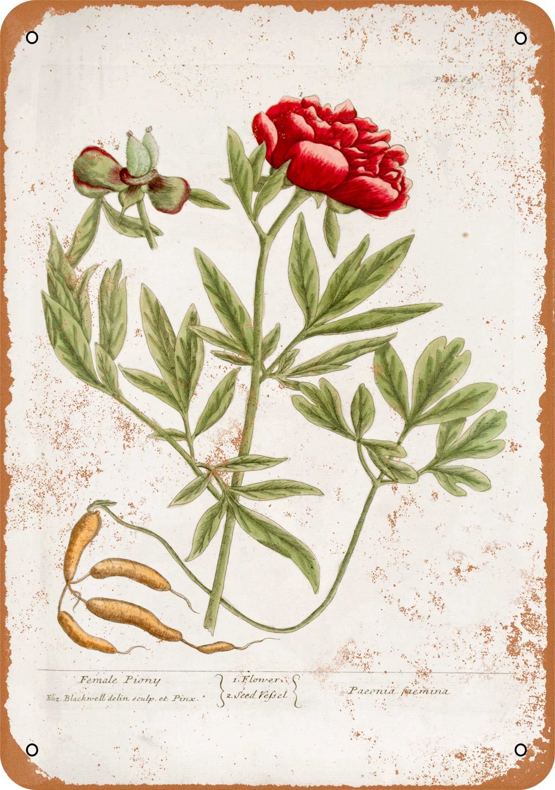 7 x 10 METAL SIGN - 1737 Peony Botany Plate - Vintage Rusty Look ...