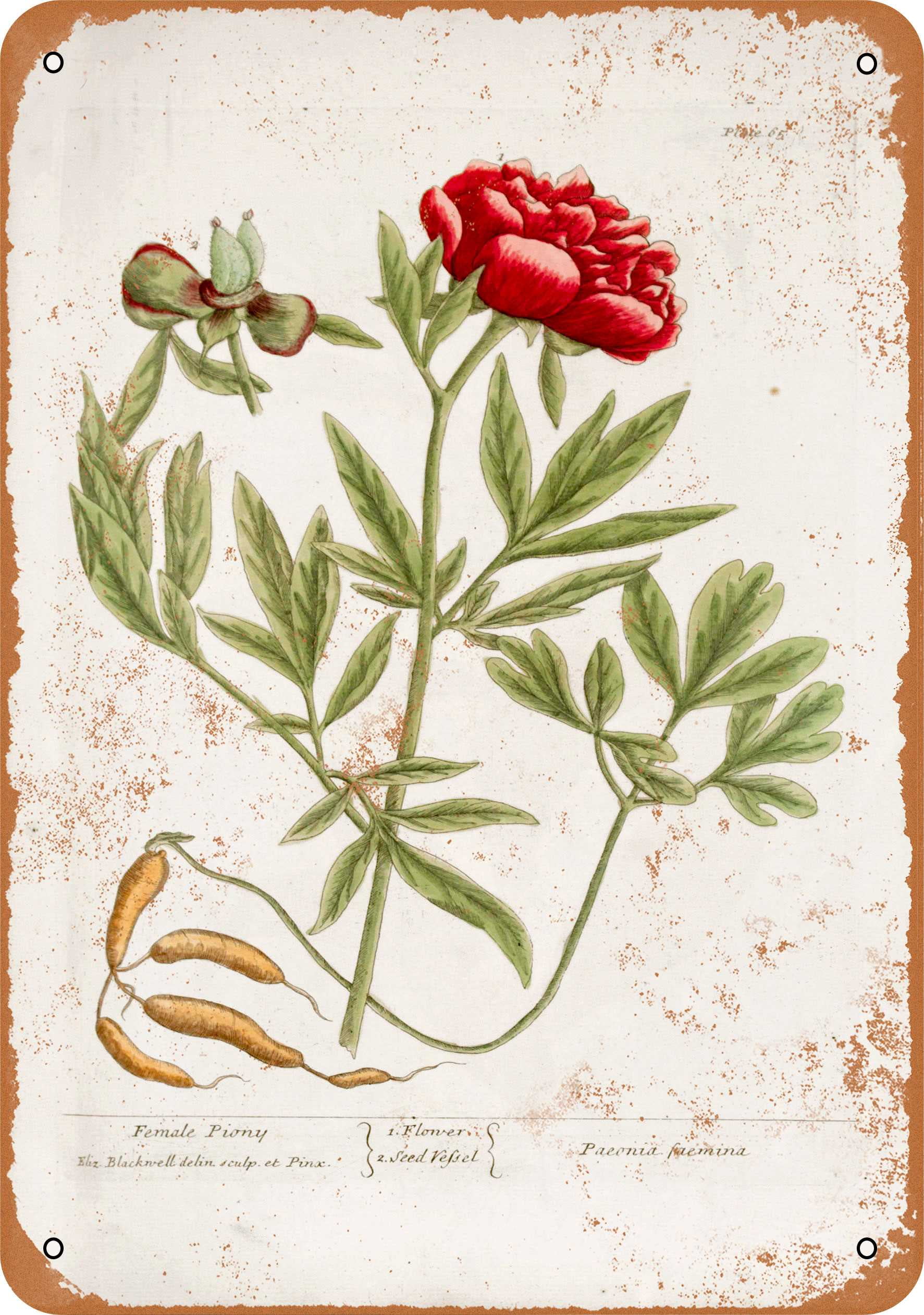 7 x 10 METAL SIGN - 1737 Peony Botany Plate - Vintage Rusty Look ...
