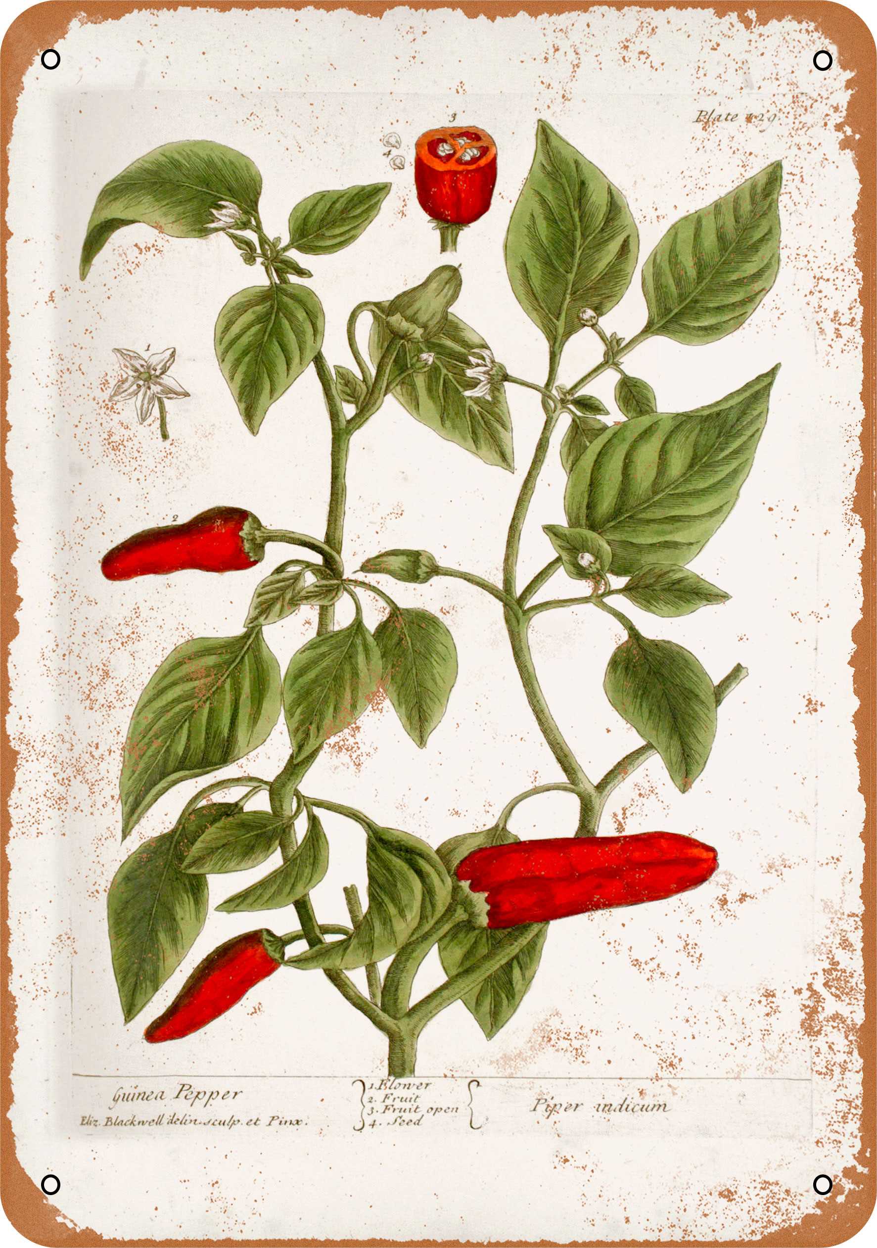 7 x 10 METAL SIGN - 1737 Pepper Botany Plate - Vintage Rusty Look ...