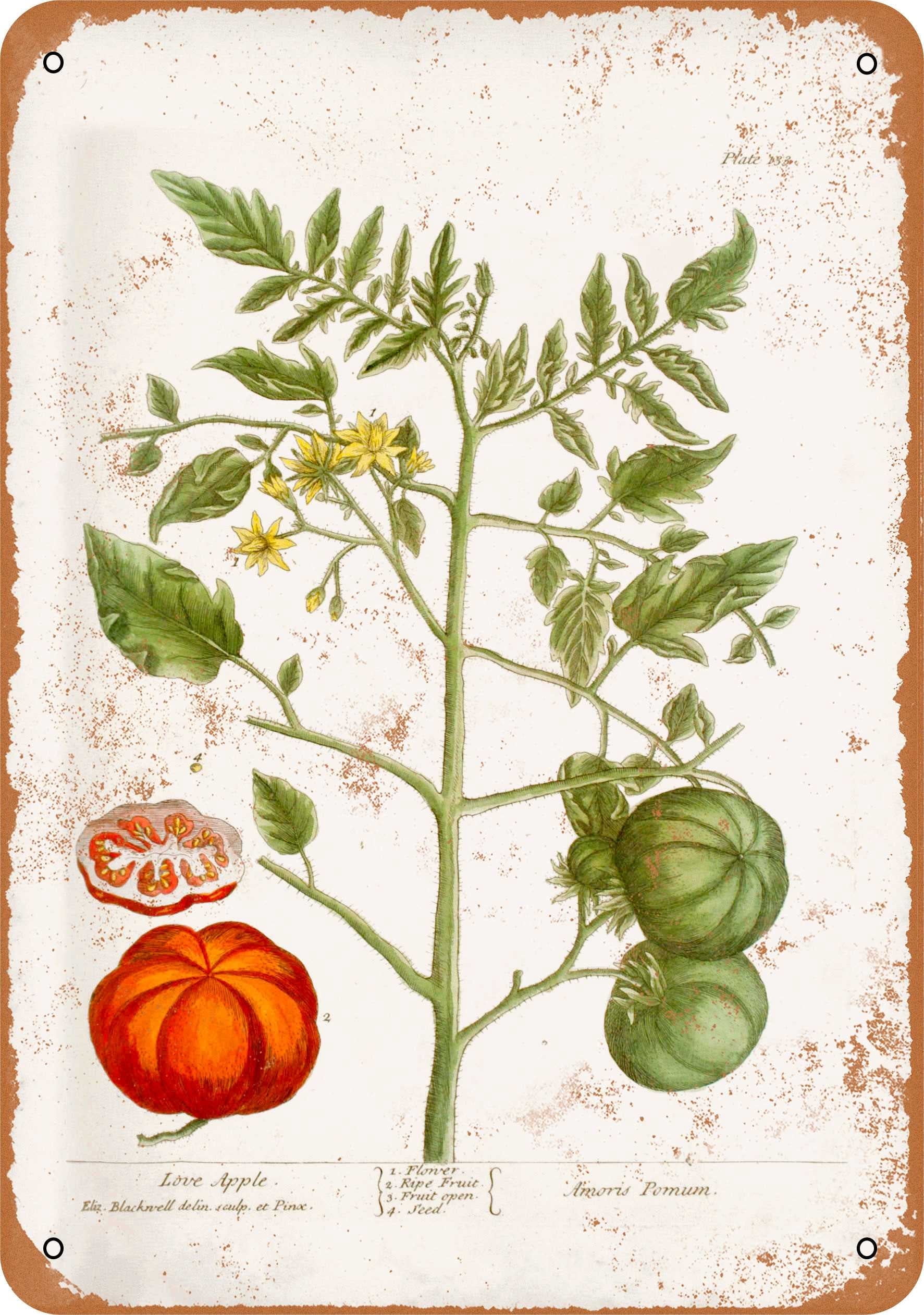7 x 10 METAL SIGN - 1737 Tomato Botany Plate - Vintage Rusty Look ...