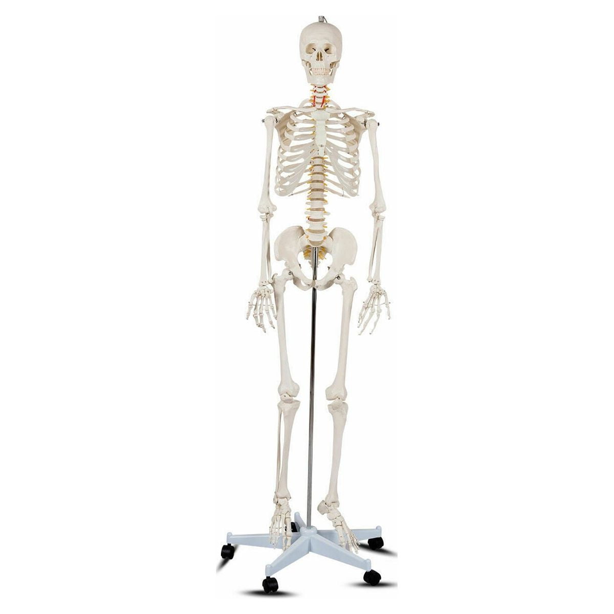 Life-size 70.8'' Medical School Skeleton Model with Rolling Stand ...