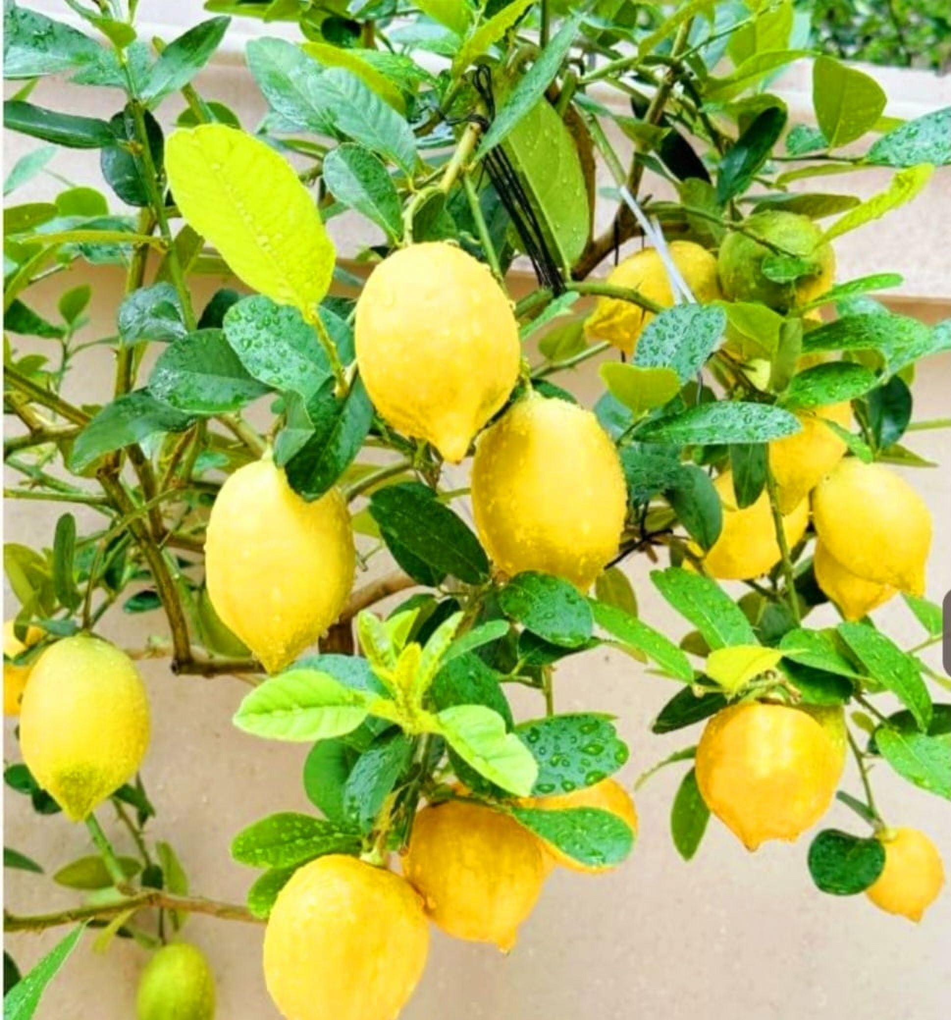 PeavyTailor Dwarf Lemon Seeds, Tree Plant, High Survival, Gardening ...
