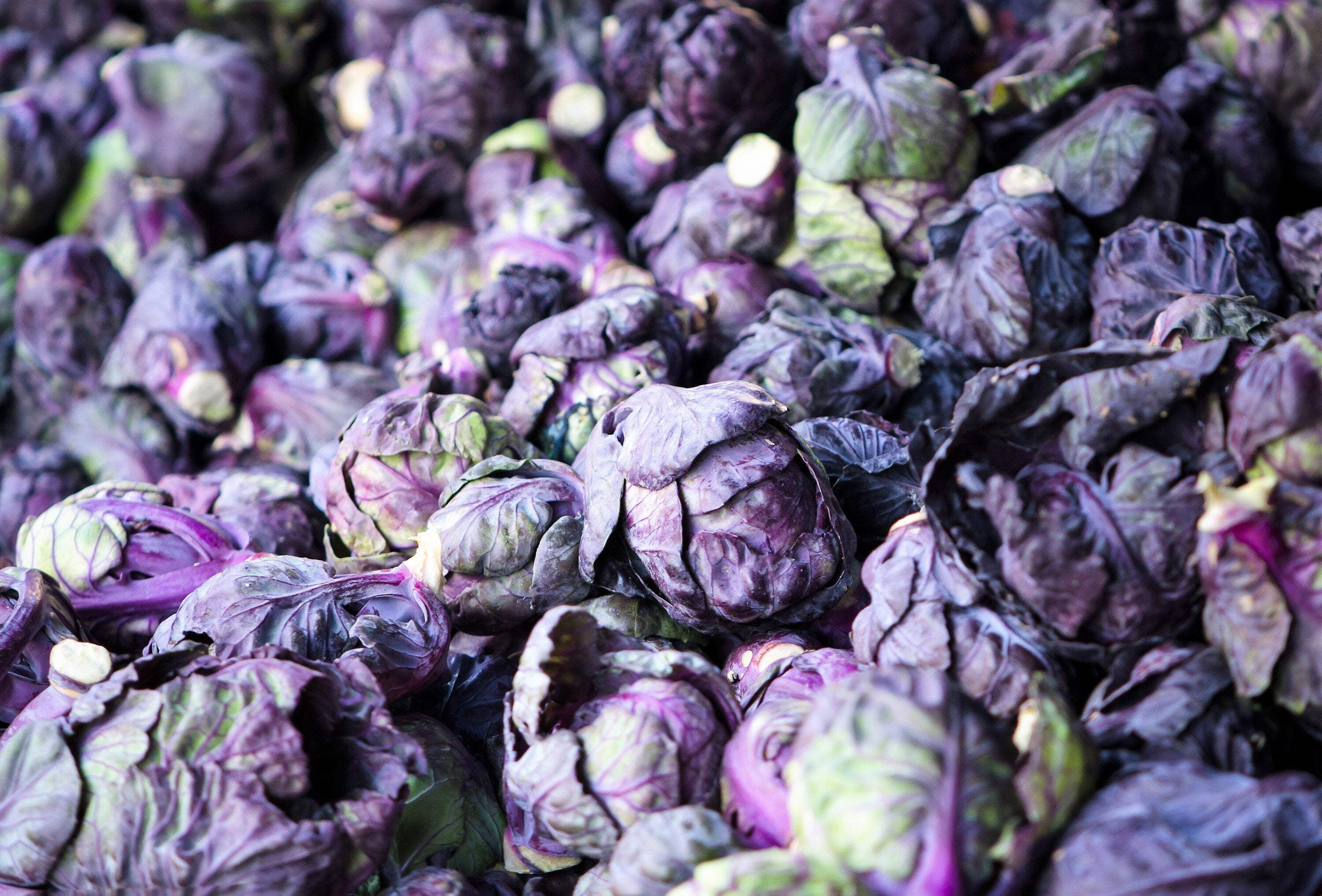 70 RED Ball BRUSSEL SPROUT Brussels Sprouts Brassica Oleracea Gemmifera ...