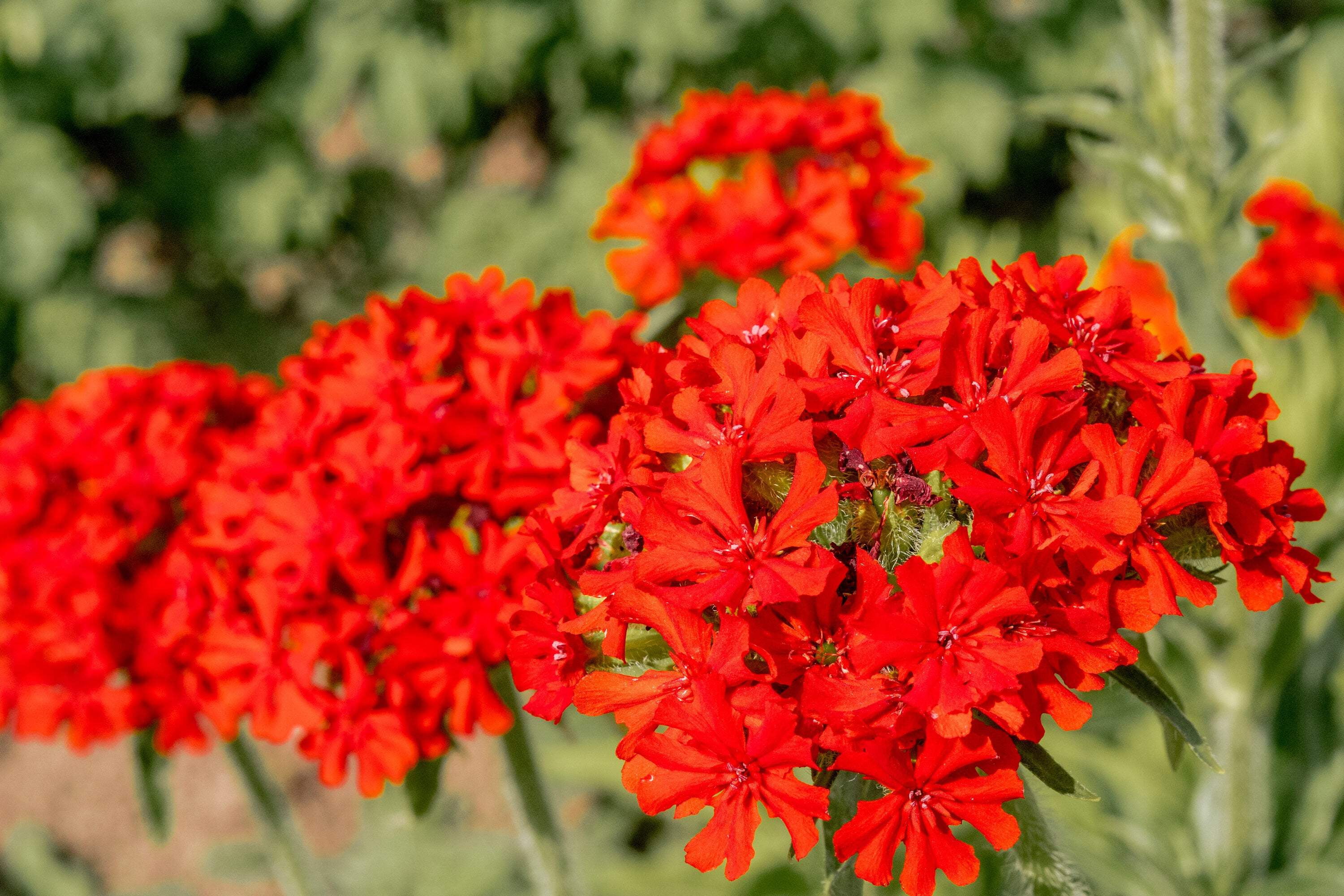 70 RED LYCHNIS Chalcedonica / Rose Campion / Catchfly Flower Seeds ...