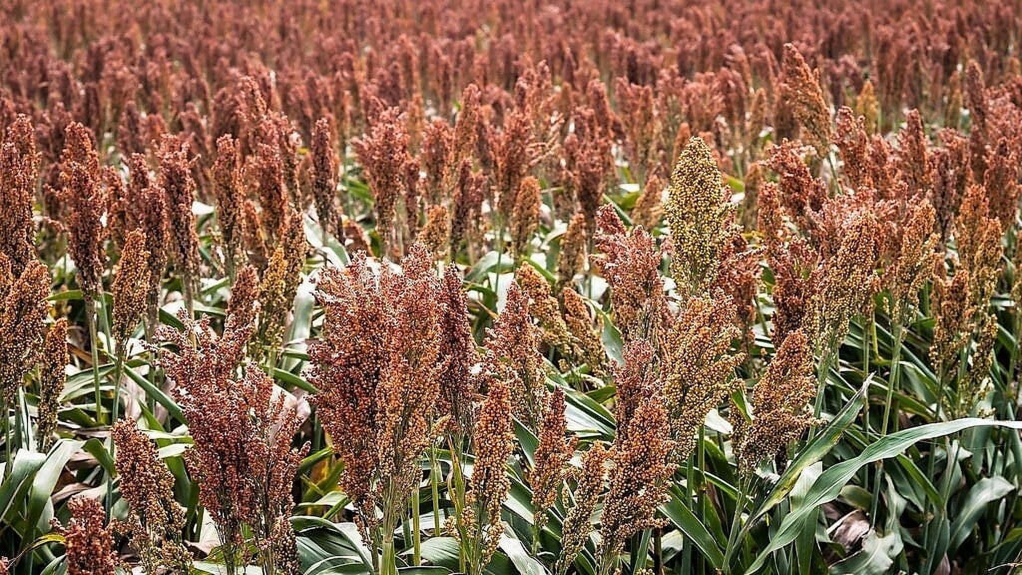 70 SUGAR DRIP SORGHUM Amber Cane Grain Sweet Syrup Vegetable Seeds ...