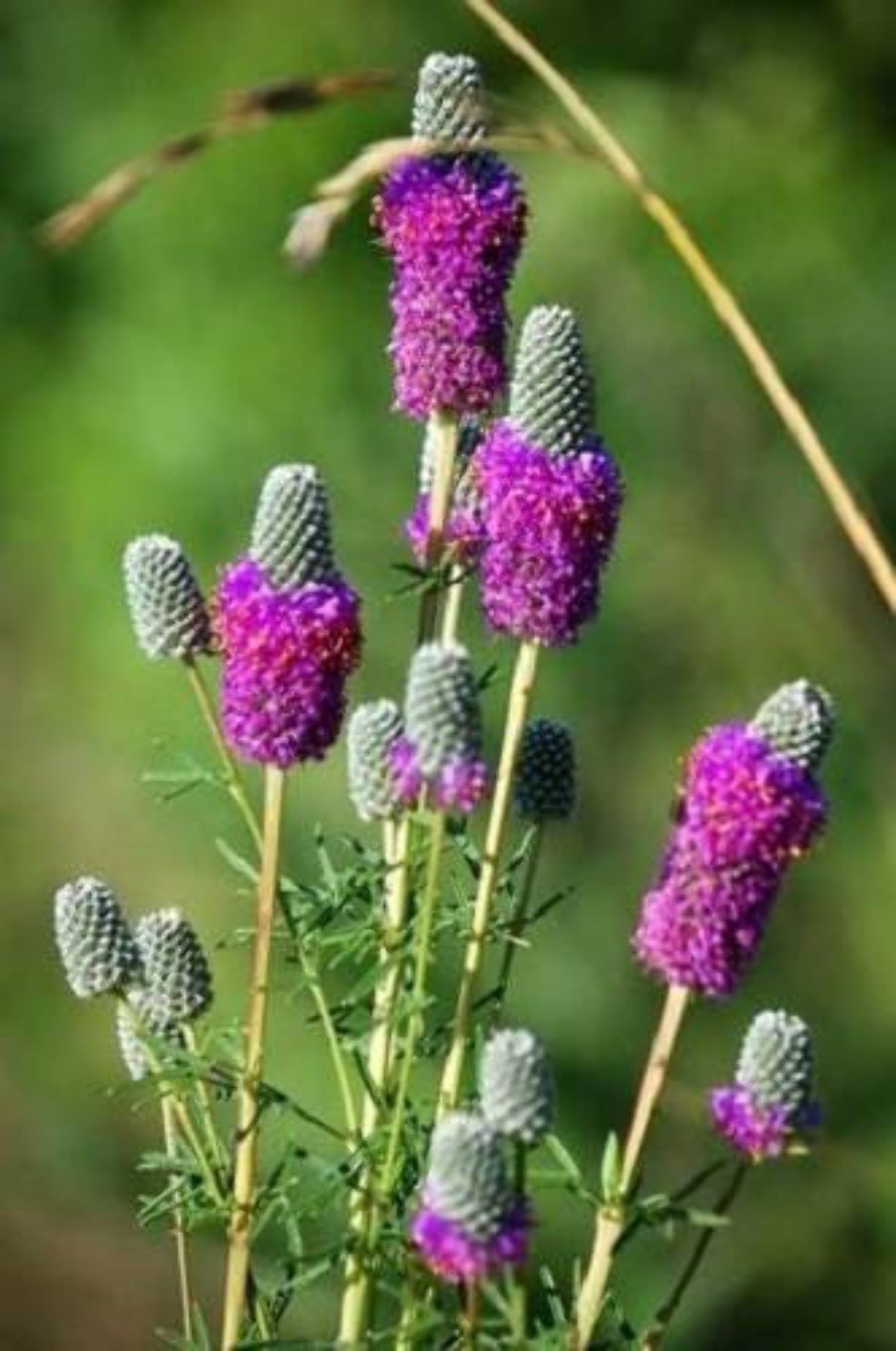 700 PURPLE PRAIRIE CLOVER Dalea Purpurea Flower Seeds - Walmart.com
