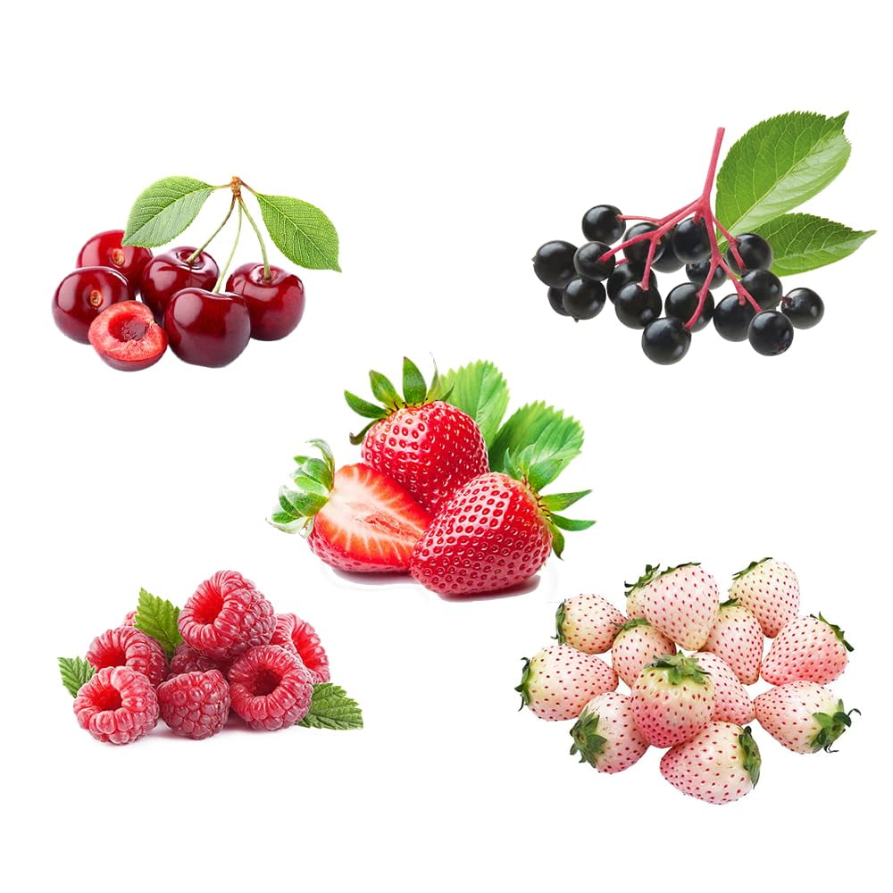 710+ Dwarf Fruit Seeds for Planting (Individually Packaged) Cherries ...