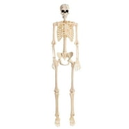 5 Ft Realistic Posable Plastic Skeleton Prop, Full Sized, Halloween ...