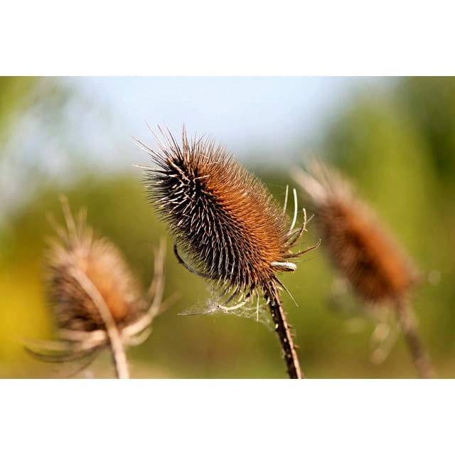 75 FULLERS TEASEL Indian Teasel Dipsacus Sativus White Flower Herb ...