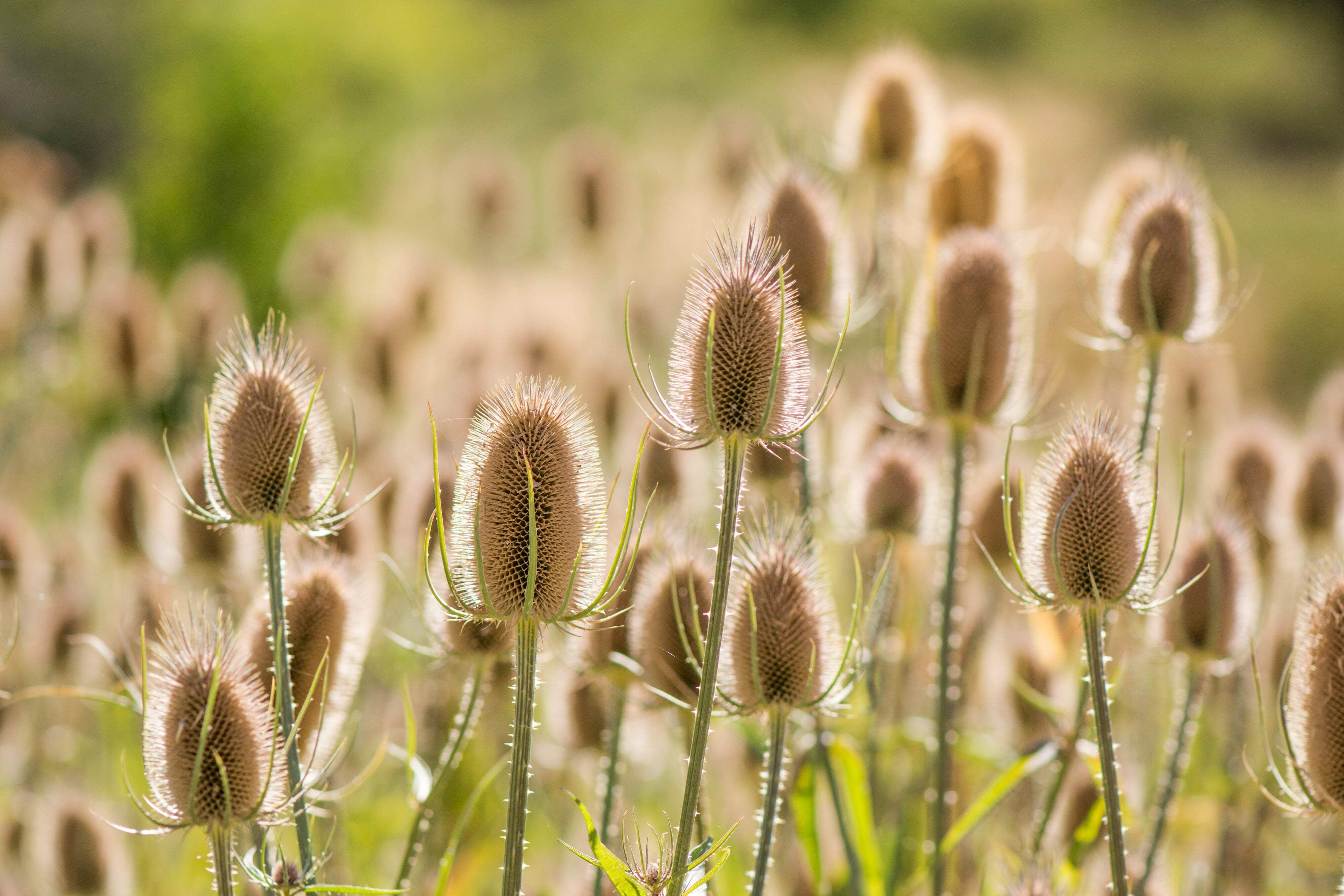 75 FULLERS TEASEL Indian Teasel Dipsacus Sativus White Flower Herb ...