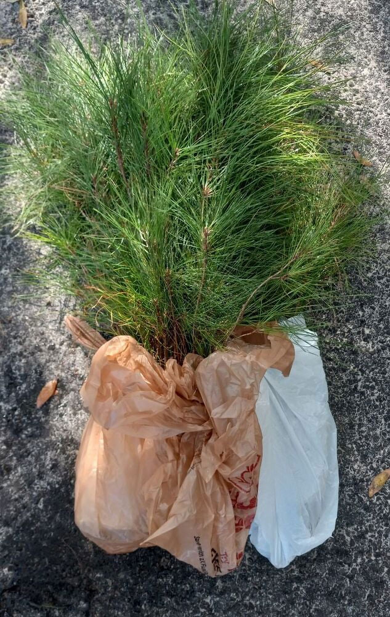(75) Loblolly pine tree sapling seedlings 10-20" Bareroot GROWS FAST ...