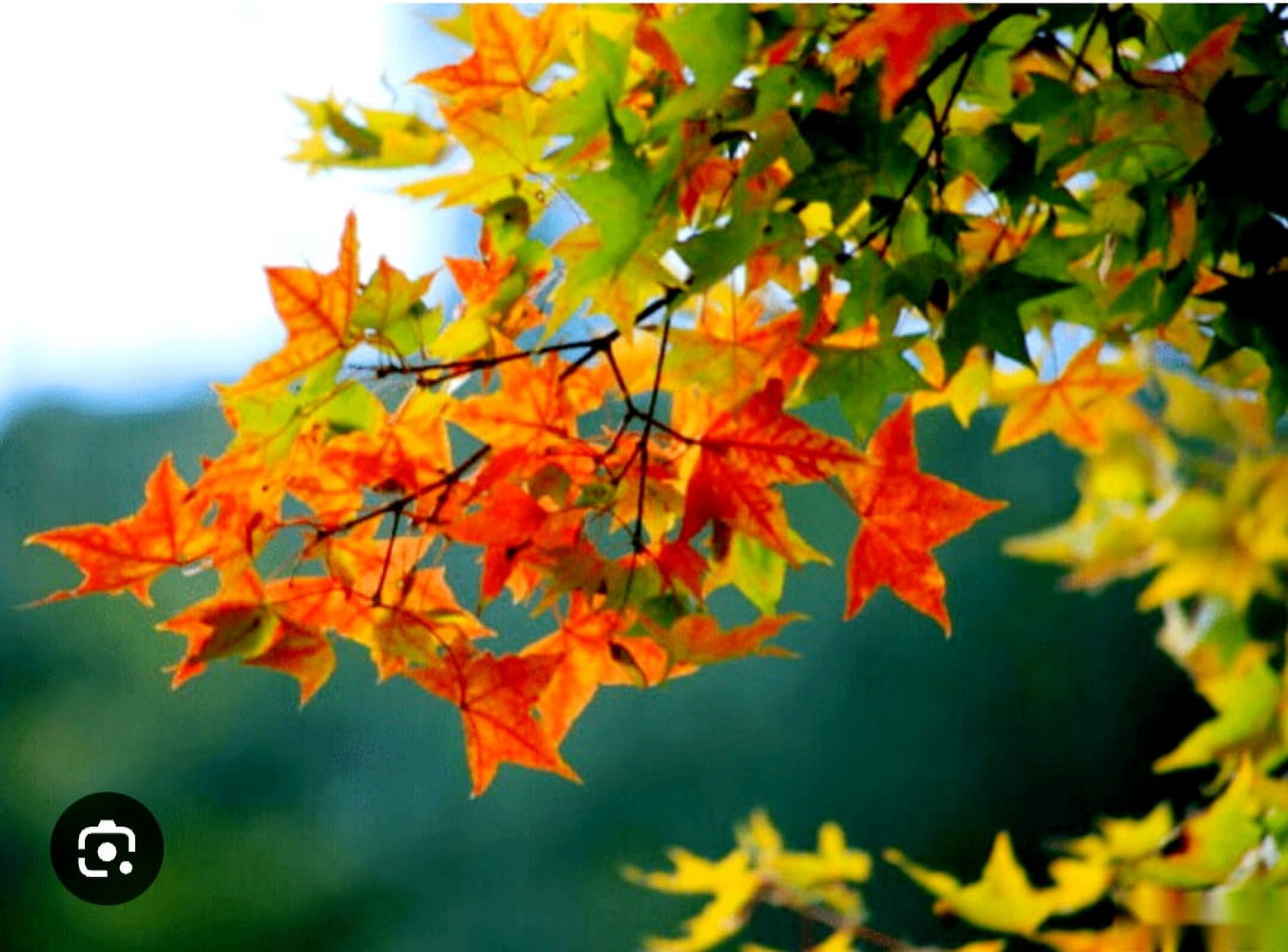 75 Maple Seeds Acer Truncatum Shantung Maple Tree bonsai Free shipping ...