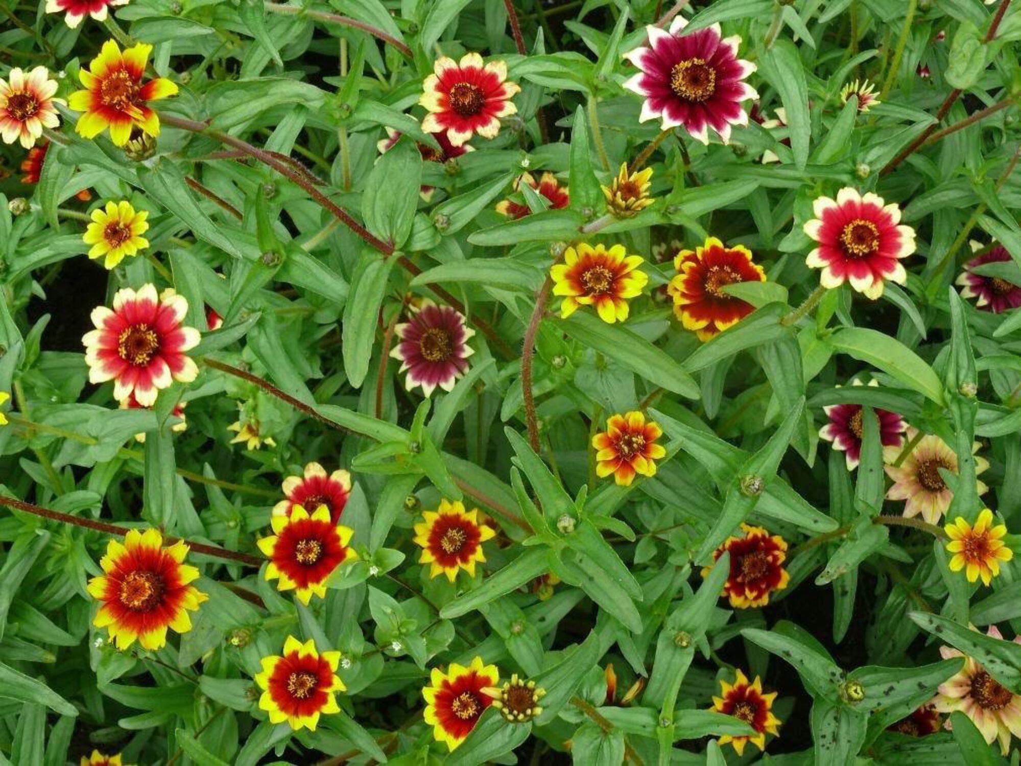 75 Mixed Colors PERSIAN CARPET ZINNIA Zinnia Haageana Flower Seeds ...