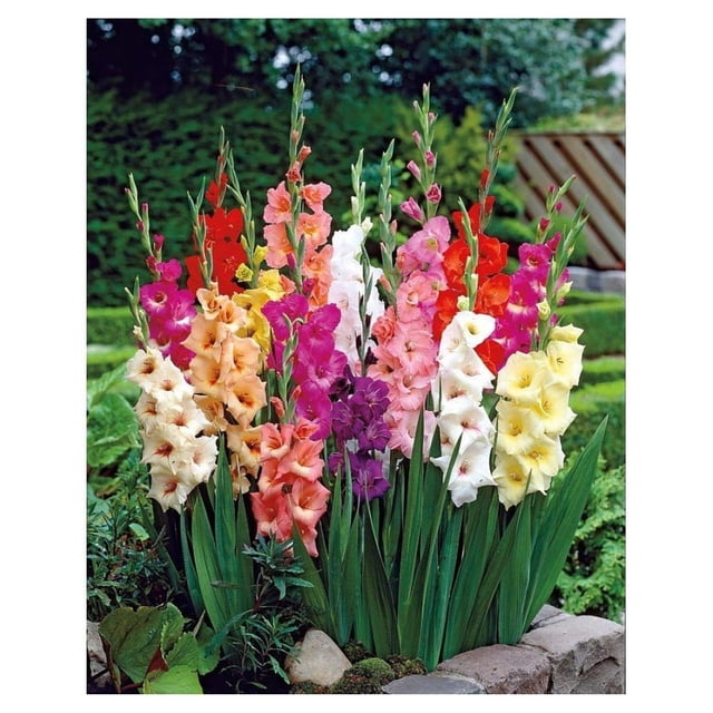 75 Mixed Large Flowering Gladiolus Bulbs - 12 Centimeter - Super Value ...