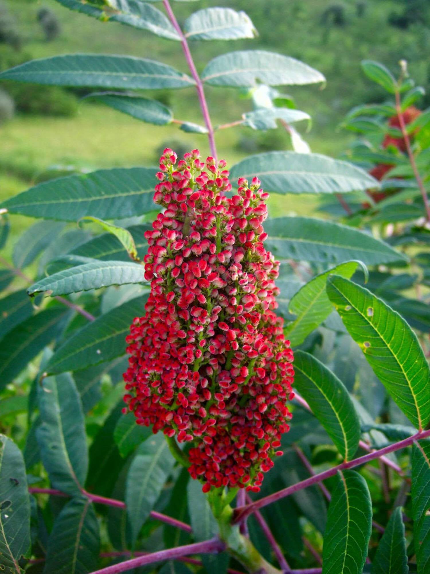Seedville 75 Smooth Sumac Plant Seeds, Deer and Rabbit Resistant ...