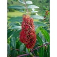 Seedville 75 Smooth Sumac Plant Seeds, Deer and Rabbit Resistant ...