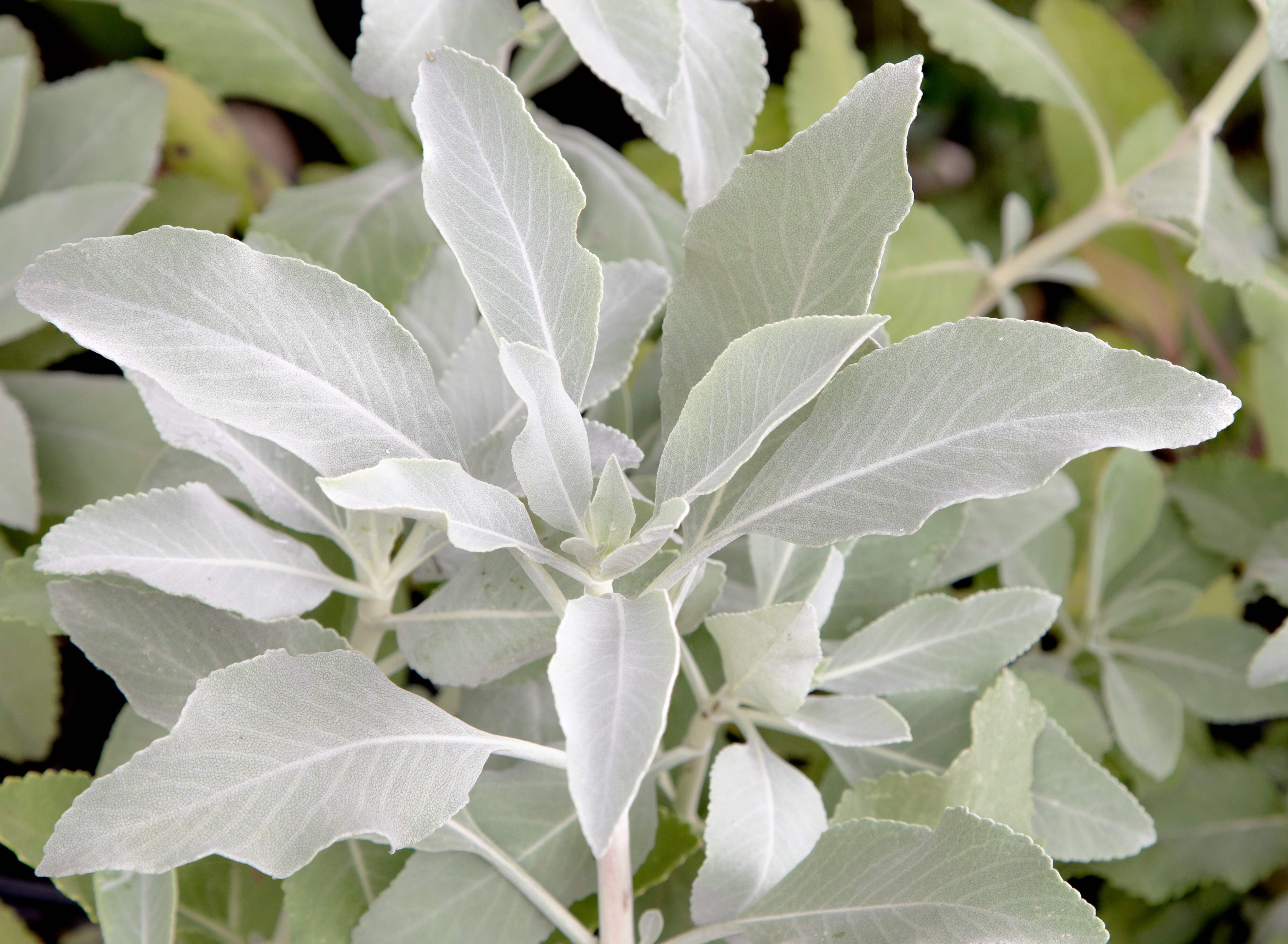 75 Sacred WHITE SAGE Salvia Apiana Shrub Silver Folliage Native Smudge ...